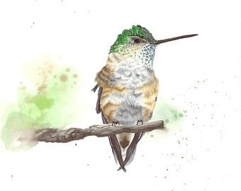Female Broad-tailed Hummingbird and a Fuschia - Etsy