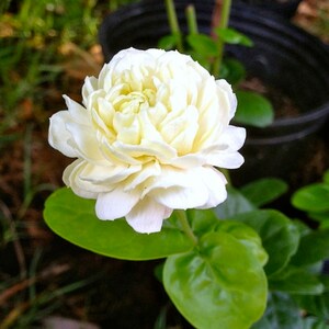 Hawaiian Pikake Rose Plant jasmine - Etsy