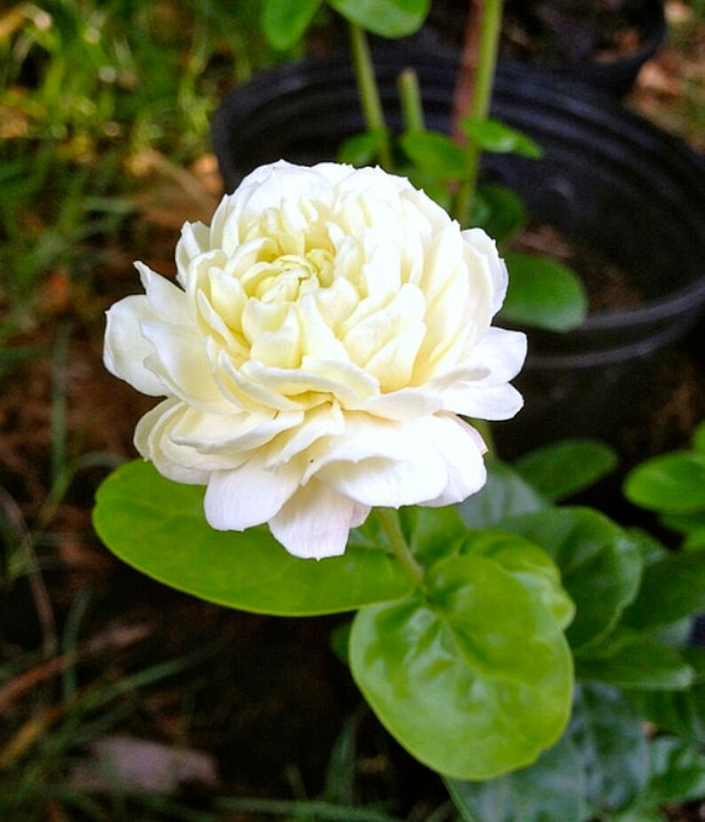 Hawaiian Pikake Rose Plant jasmine - Etsy
