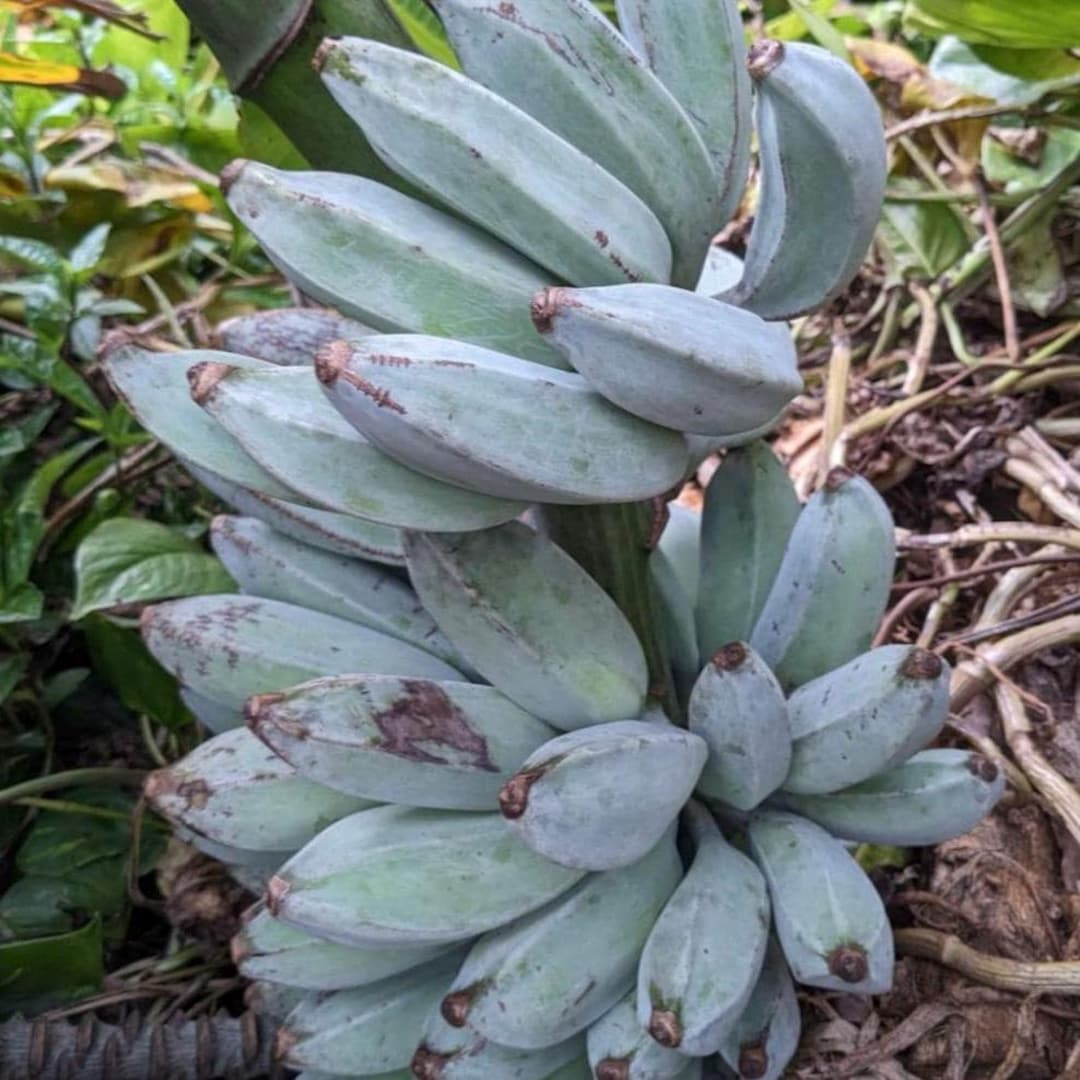 Blue Java (ice Cream) Banana Tree - Etsy