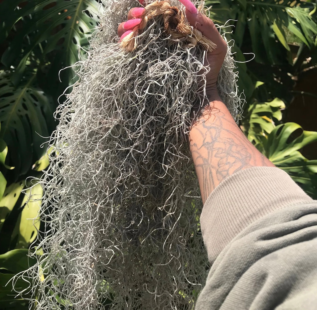 Hawaiian Volcano Moss (pele’s Hair)/ Air Plant Decor/ Plant Moss ...