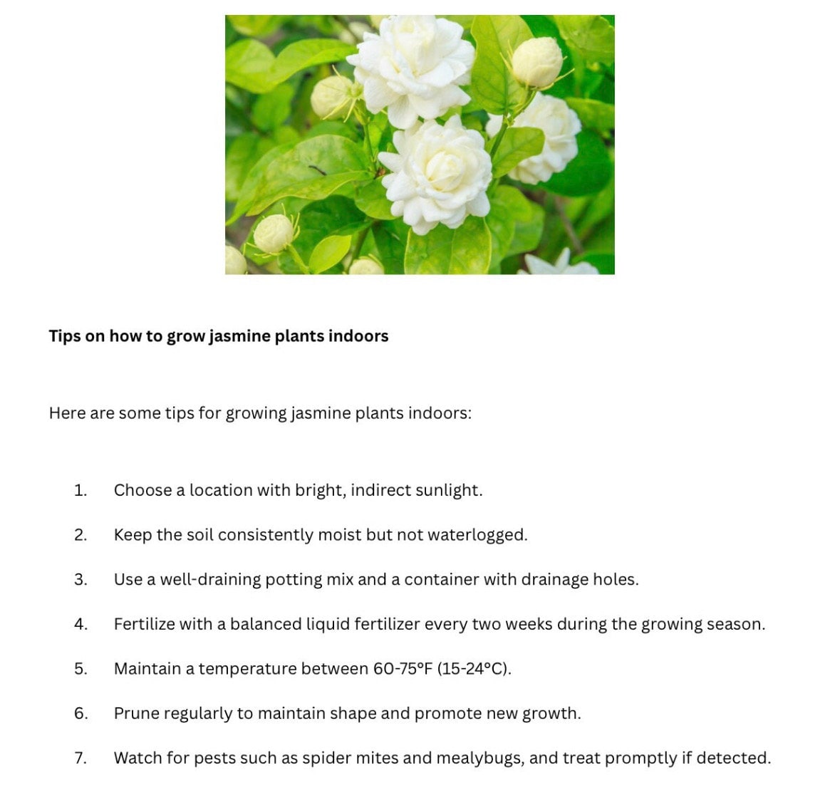 Hawaiian Pikake KING Rose Rooted Plant jasmine Rare Variery of Pikake ...