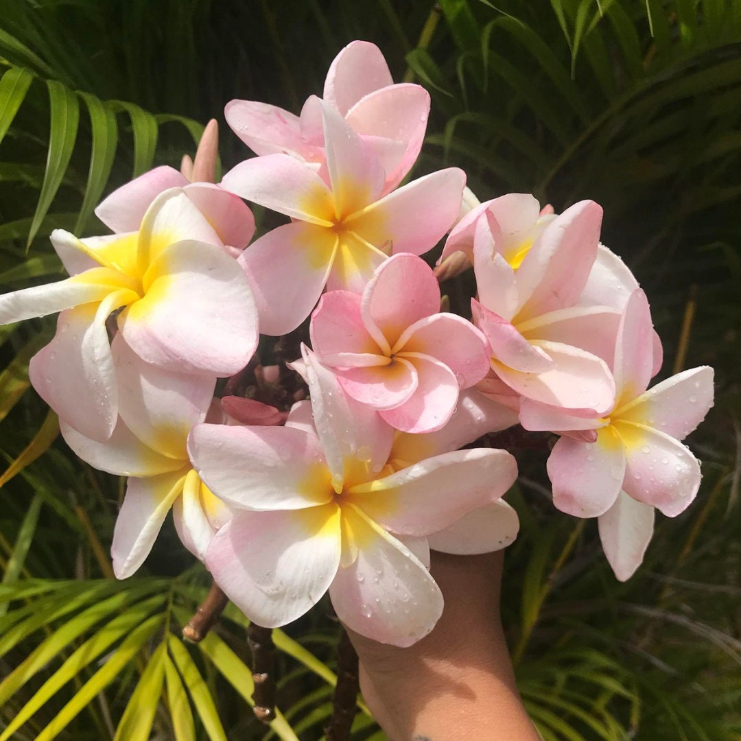 Rare Hawaiian Honey Rose Plumeria Cutting! Smells so Good!! Like Juicy ...
