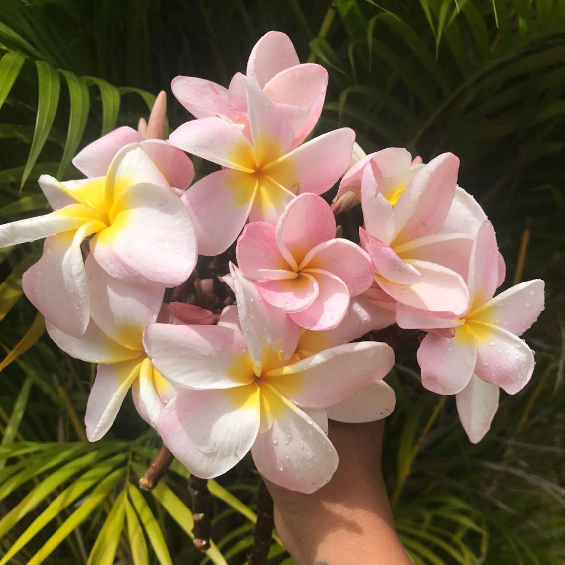 Rare Hawaiian Honey Rose Plumeria Cutting Smells so Good - Etsy