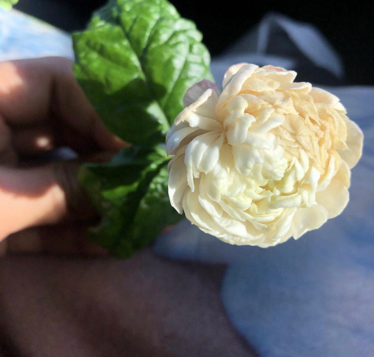 Hawaiian Pikake Rose Plant jasmine - Etsy