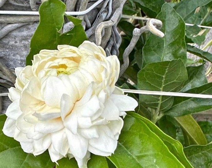 Hawaiian Pikake KING Rose Rooted Plant (jasmine) Rare Variery of Pikake ...