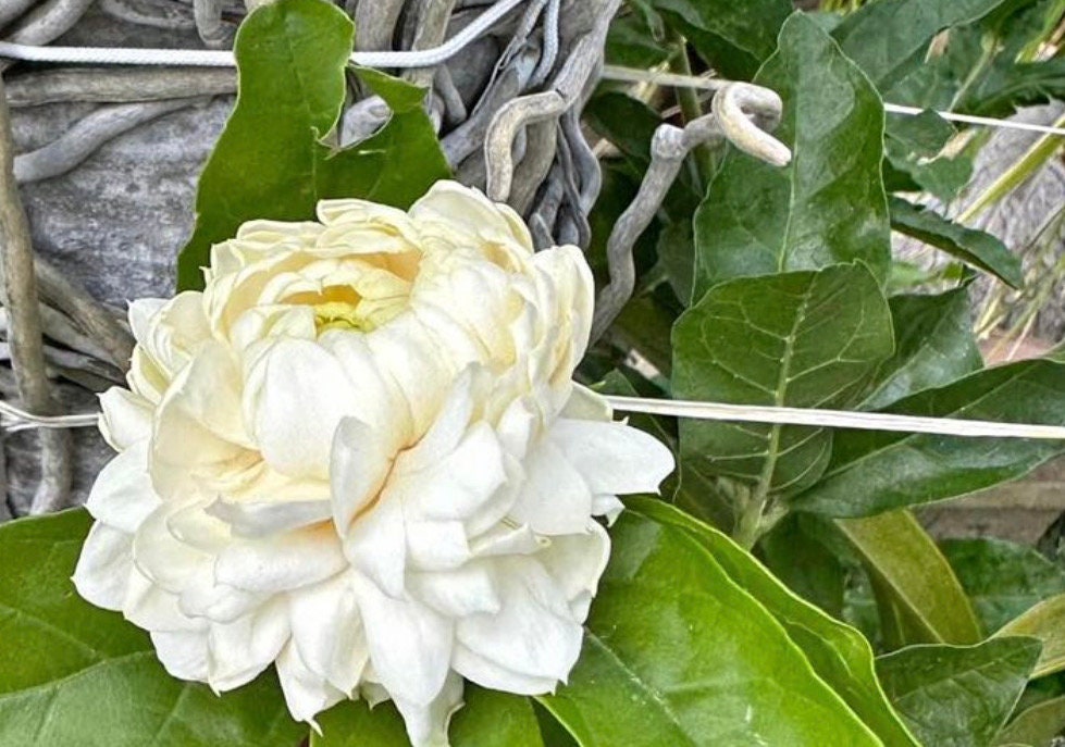 Hawaiian Pikake KING Rose Rooted Plant jasmine Rare Variery of Pikake ...