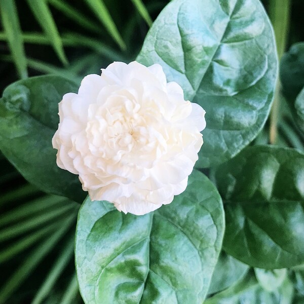 Live Jasmine Plant - Etsy
