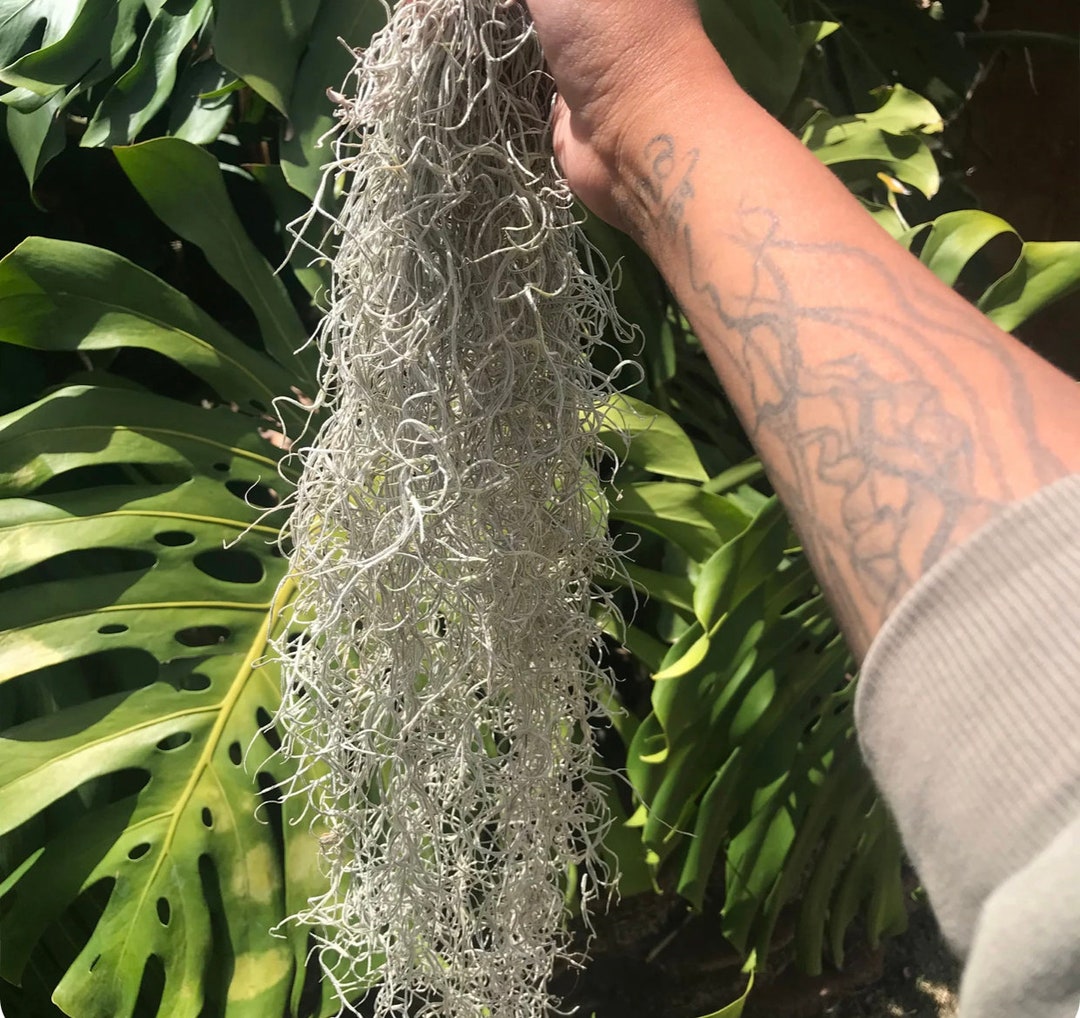 Hawaiian Volcano Moss (pele’s Hair)air Plant Moss/ 1 BUNCH - Etsy