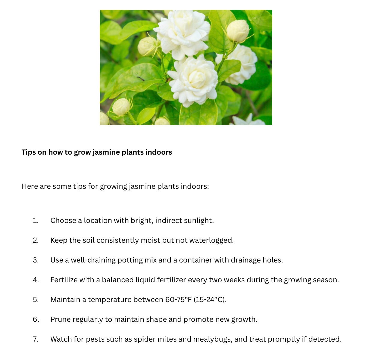 Hawaiian Pikake Rose Plant jasmine - Etsy