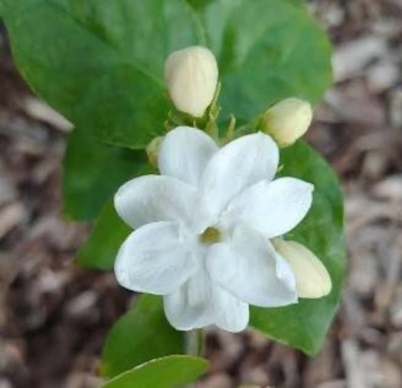 Hawaiian Single Pikake Plant XL 2ft Bush (jasmine) - Etsy