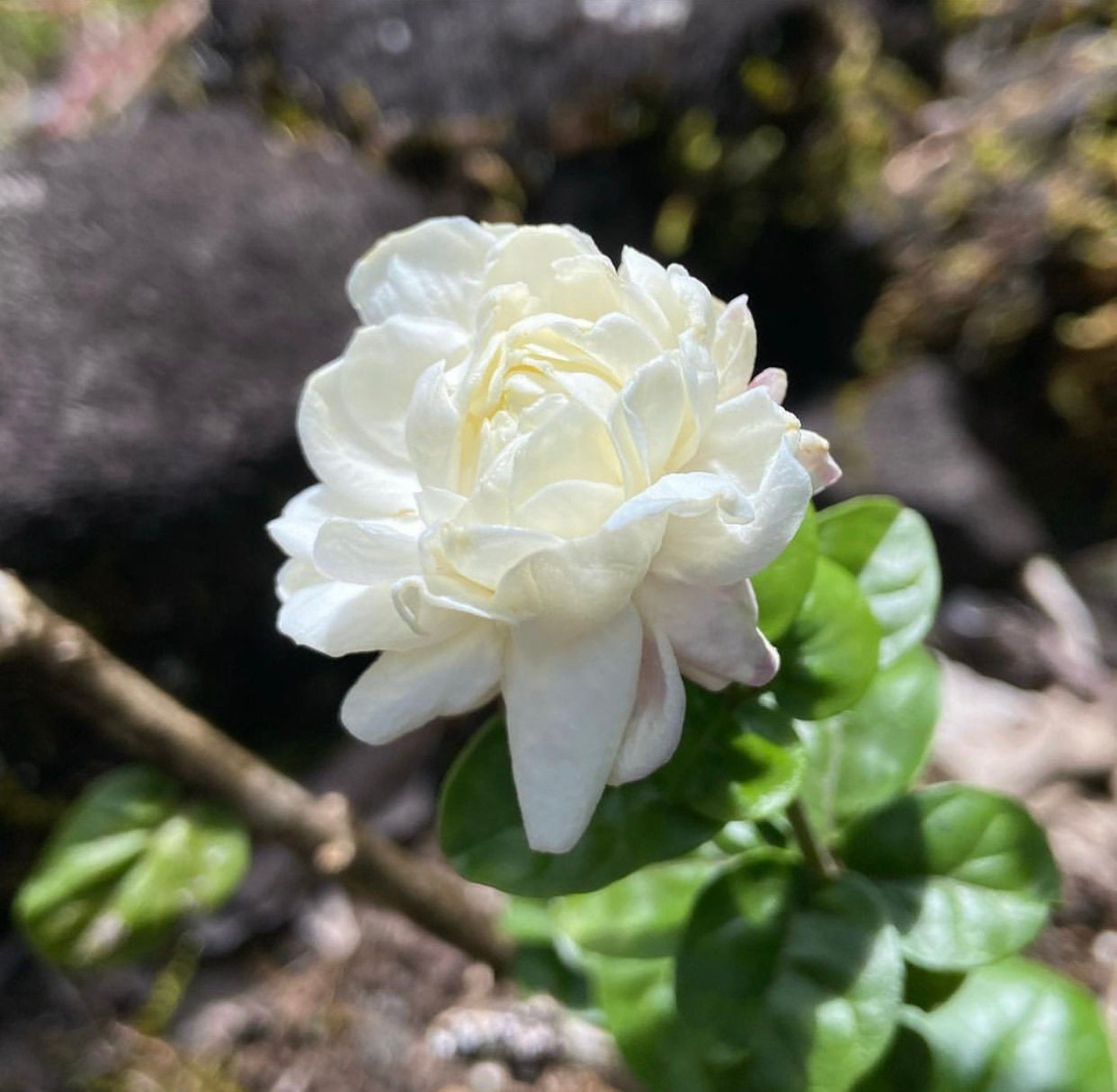 Hawaiian Pikake Rose Plant jasmine - Etsy