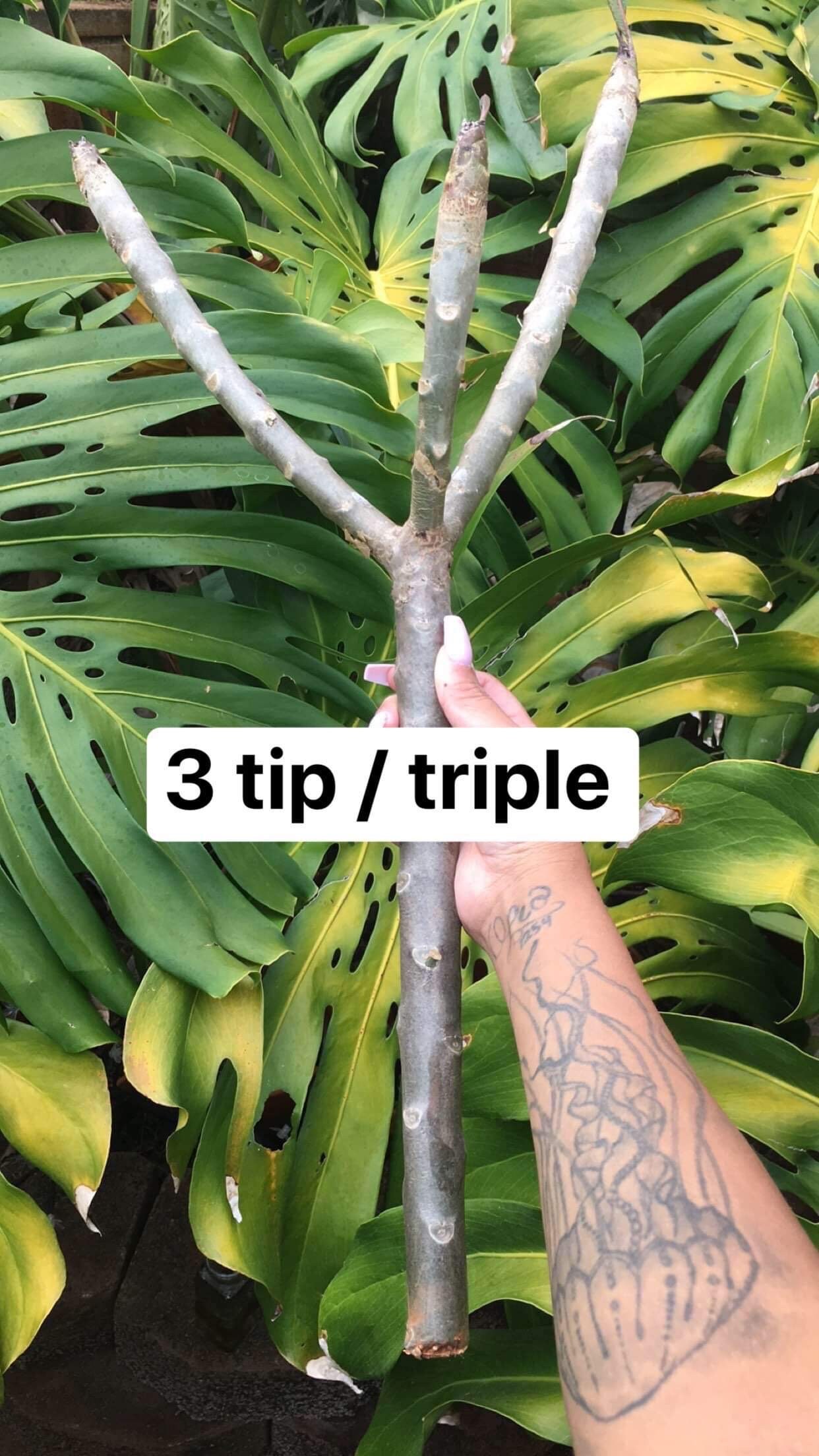 Super Rare Hawaiian Pink Rainbow Cutting/ Triple Tip XL Cuttings - Etsy