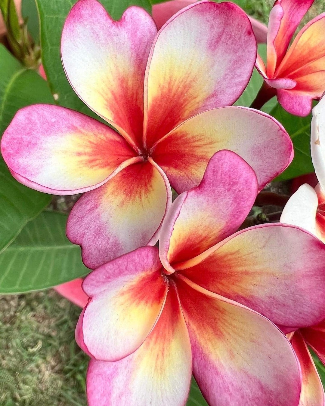 Super Rare Hawaiian Pink Rainbow Cutting/ Triple Tip XL Cuttings - Etsy