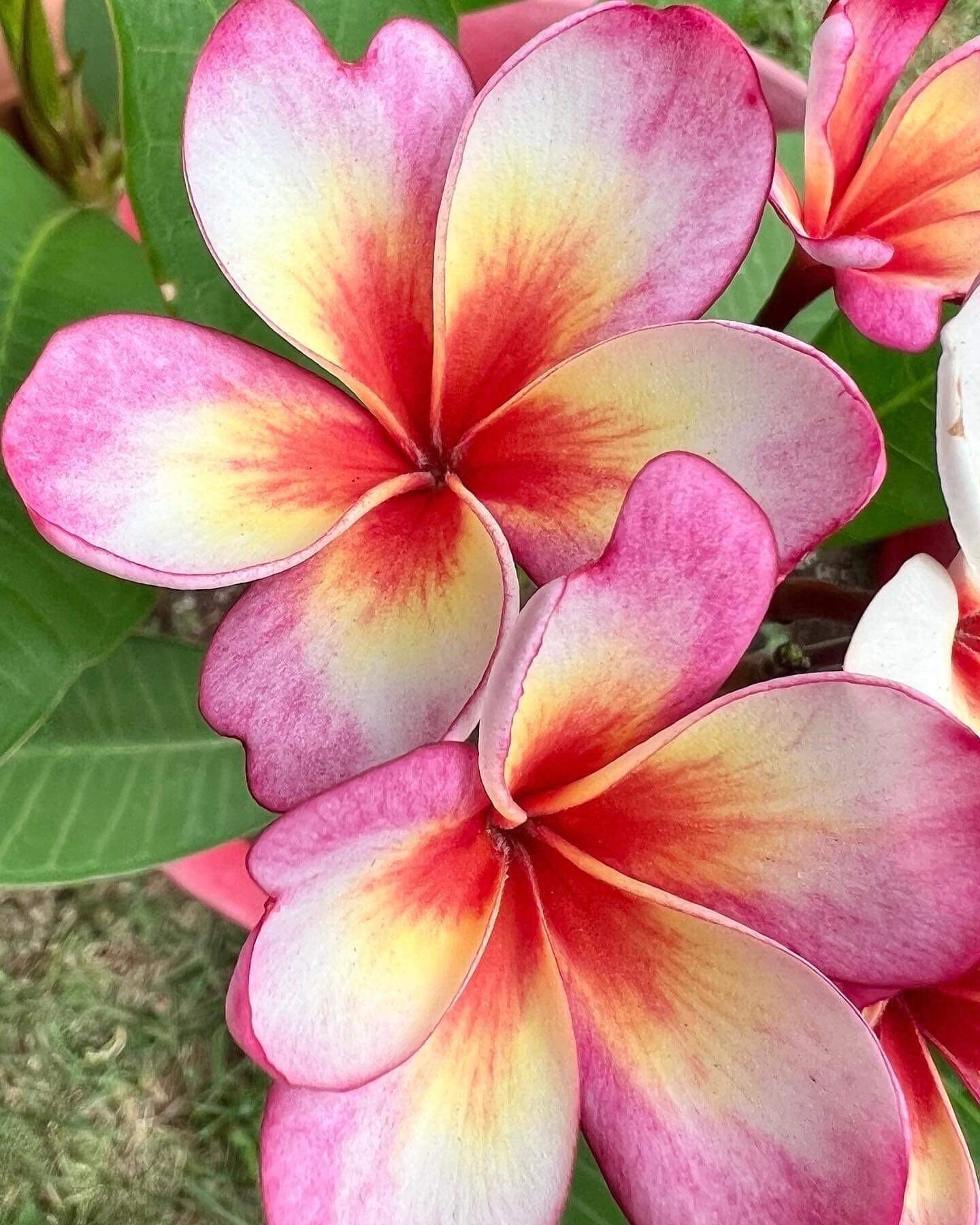 Super Rare Hawaiian Pink Rainbow Cutting/ Triple Tip XL Cuttings - Etsy