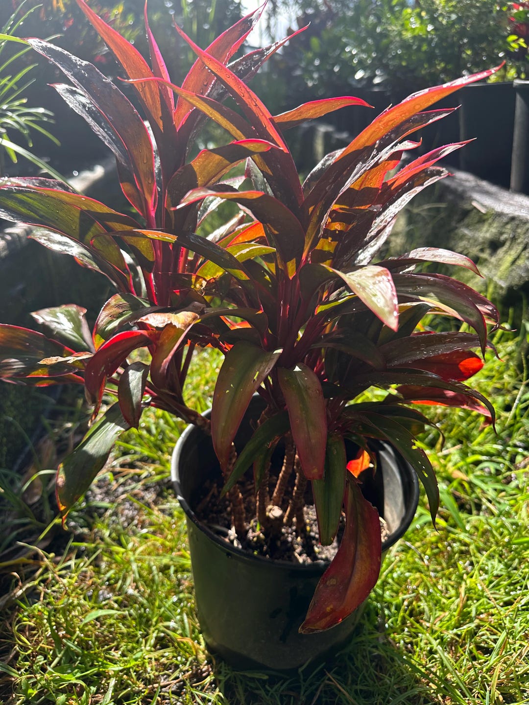 Pele’s Red Ti Leaf Plant (rooted) Good Luck Plant! Great Gift! 3 Gallon ...