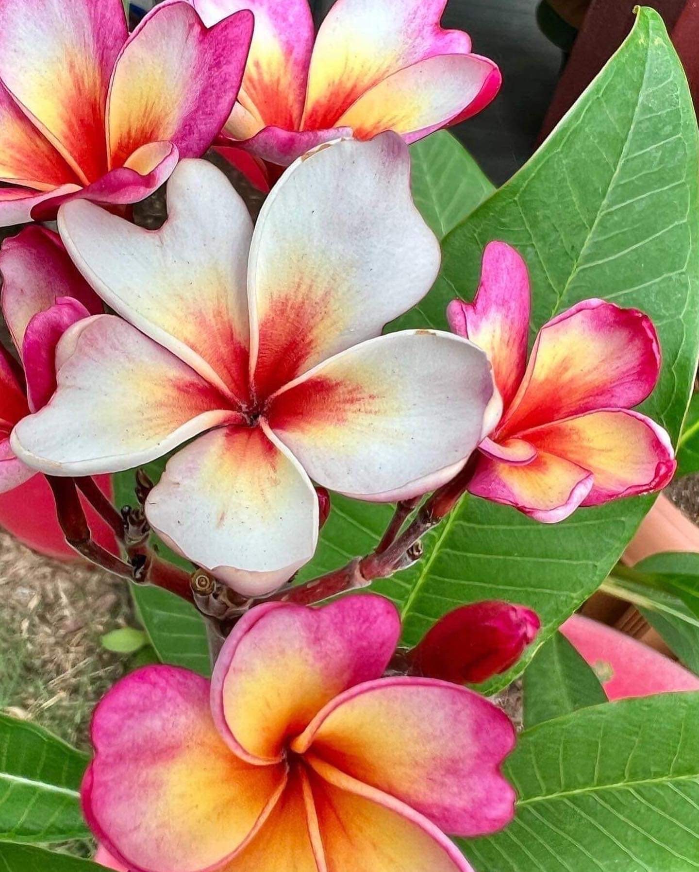 Super Rare Hawaiian Pink Rainbow Cutting/ Triple Tip XL Cuttings - Etsy