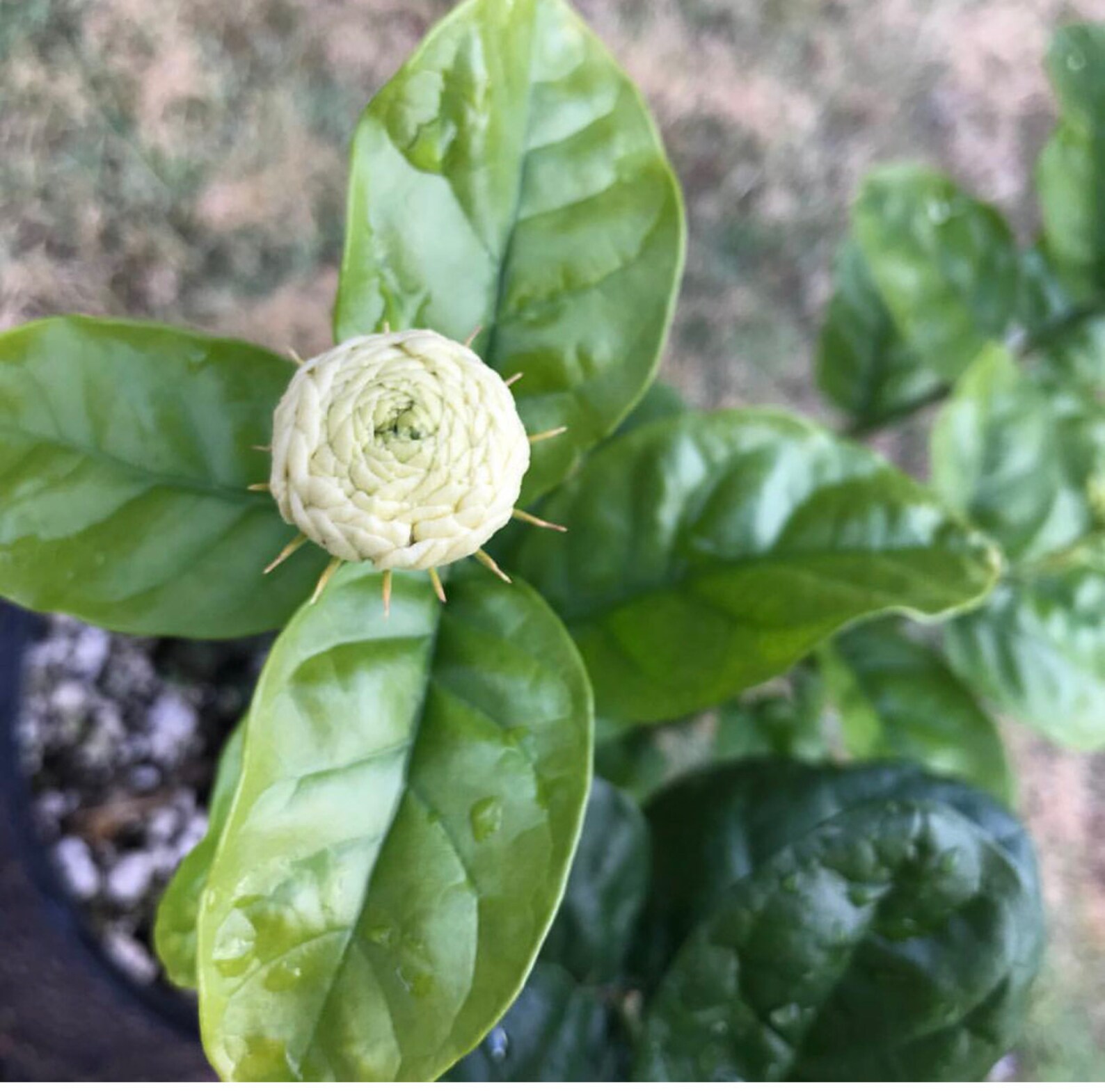 Hawaiian Pikake Rose Plant jasmine - Etsy