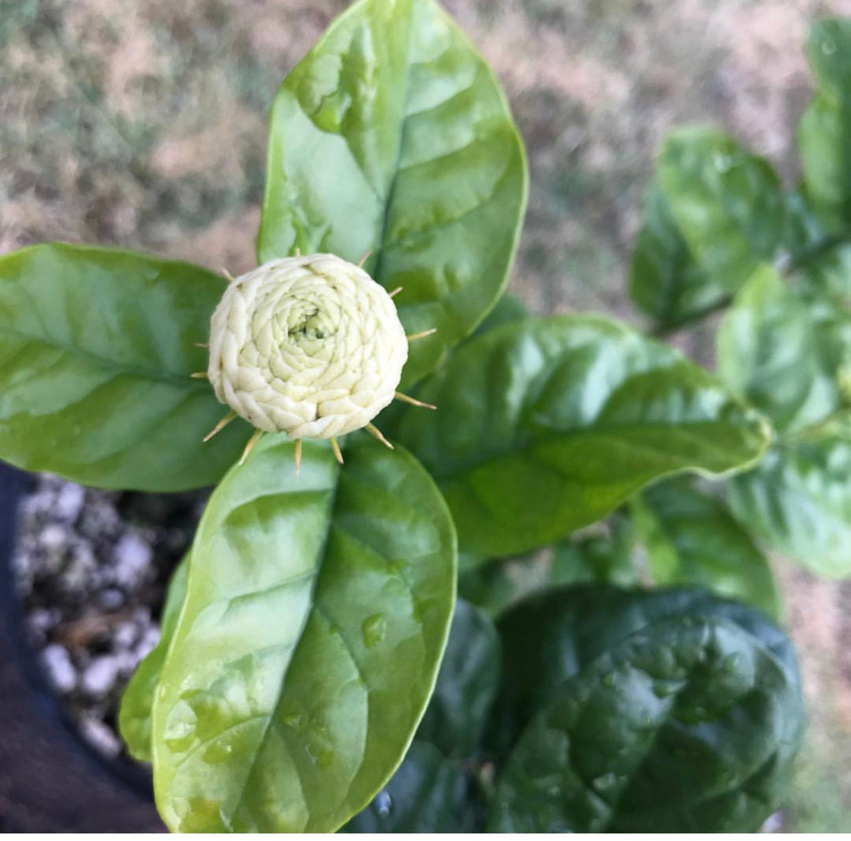 Hawaiian Pikake Rose Plant jasmine - Etsy