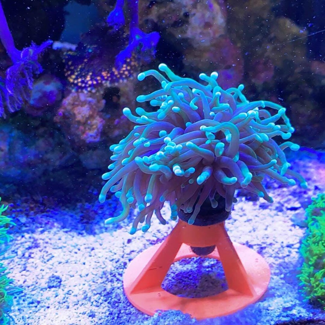 Frag Plug Stand (set of 4) - Etsy