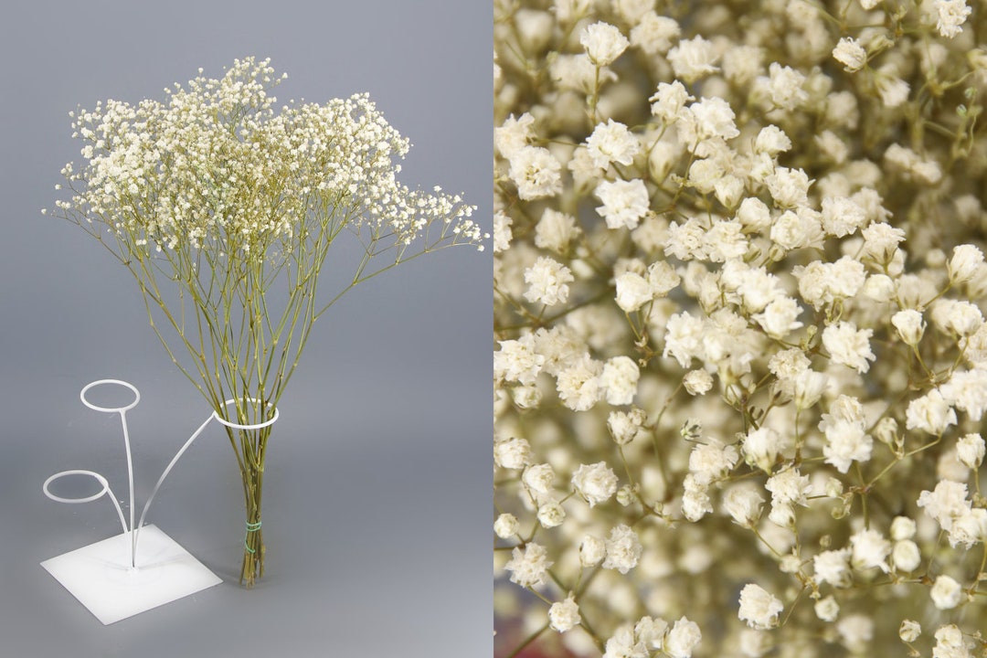 Natural Preserved Baby's Breath, Blue Gypsophila, Blue Baby's Breath ...