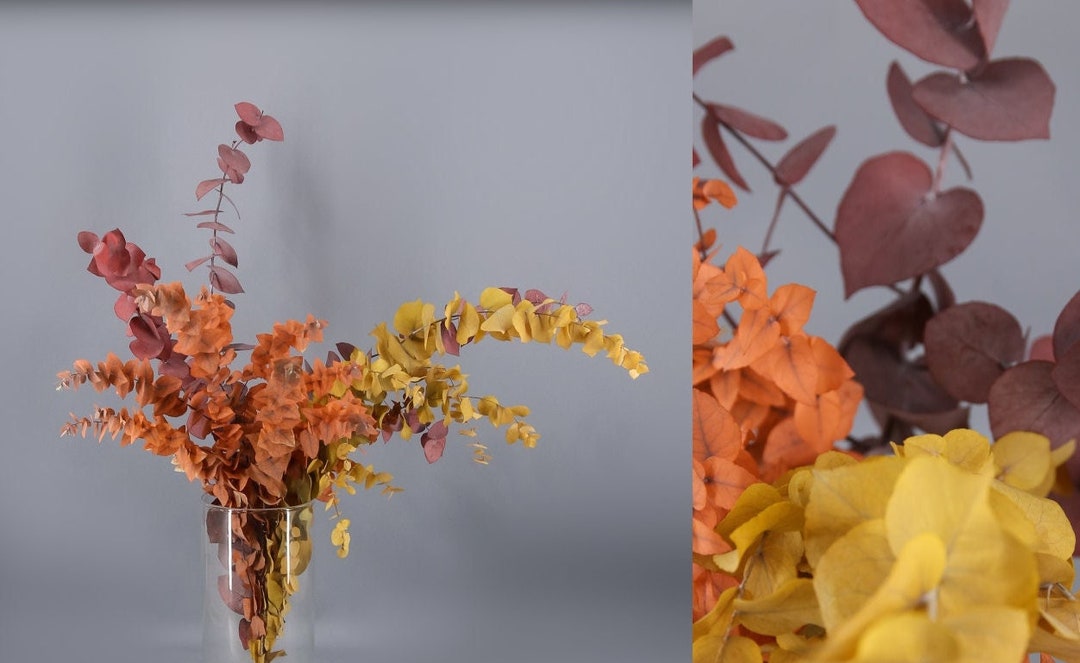 Eucalyptus Preserved Fall Colors - Etsy