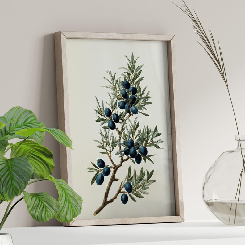 Juniper Branch Watercolor Art Poster or Canvas Print, Winter Botanical ...