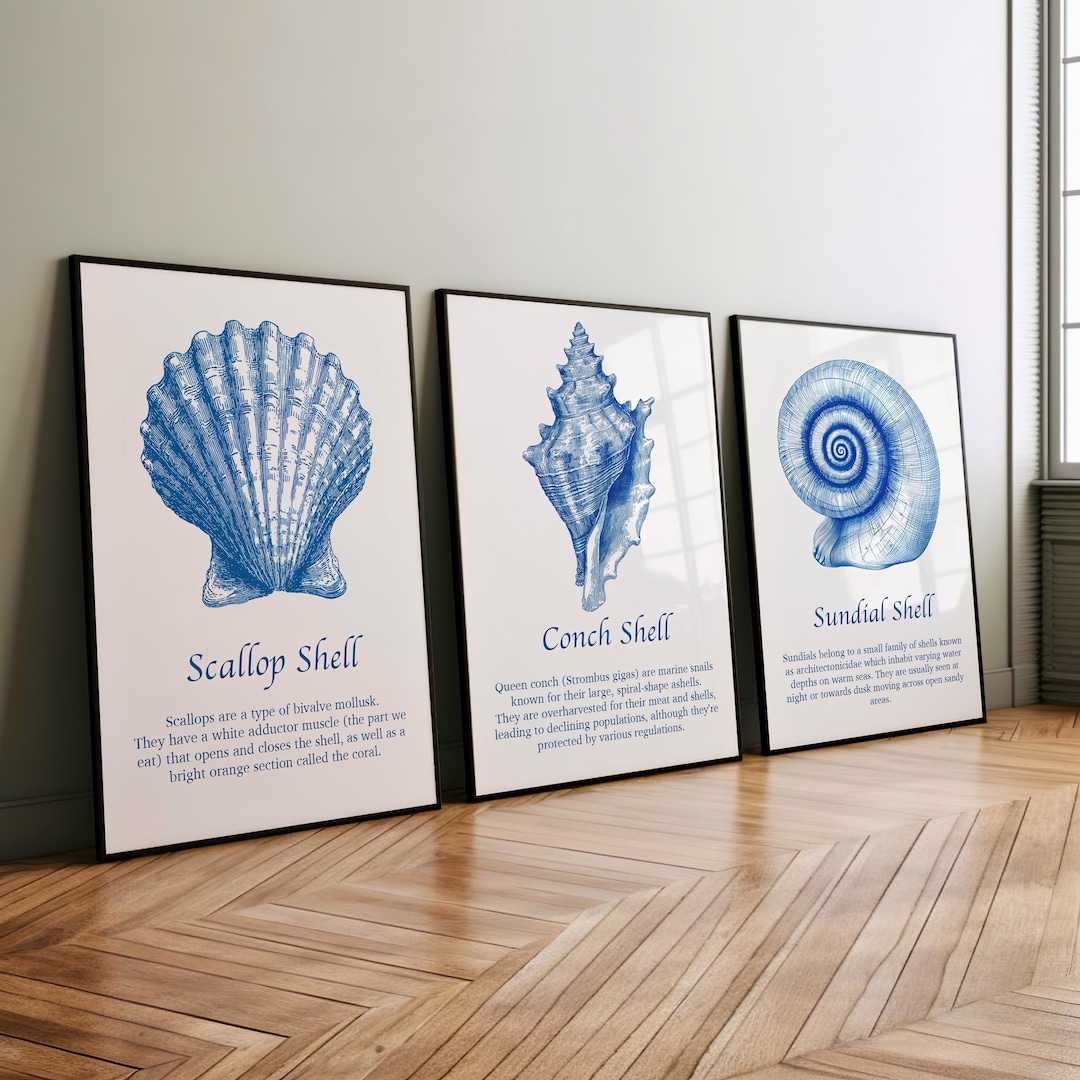 Light Blue Seashell Set of 3 Poster or Canvas Prints, Coastal ...