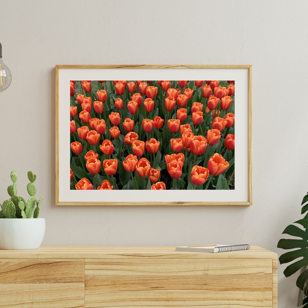 Photo of Red Flowers. Tulips. View From Above - Etsy
