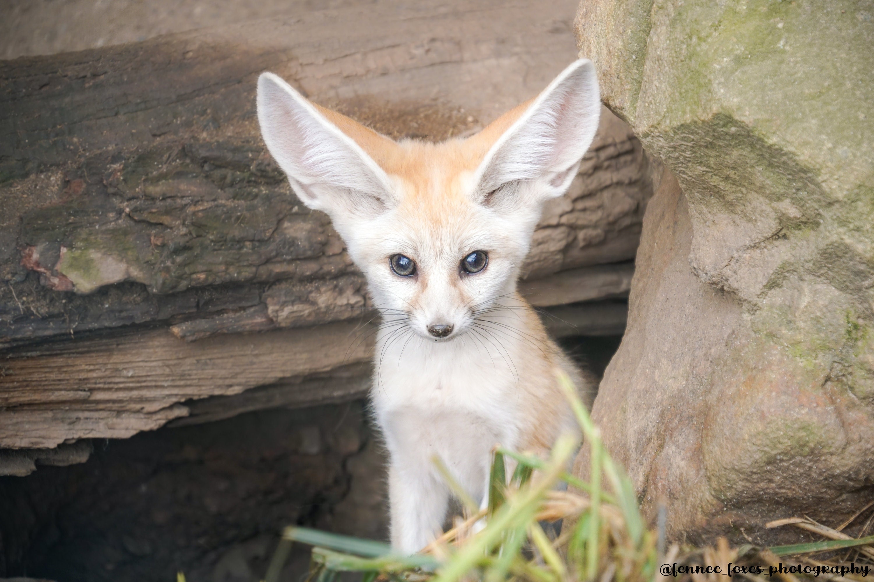 Fennec Fox Photography 5 - Etsy