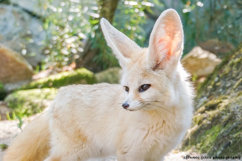 Fennec Fox Photography 6 - Etsy