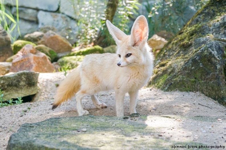 Fennec Fox Photography 6 - Etsy