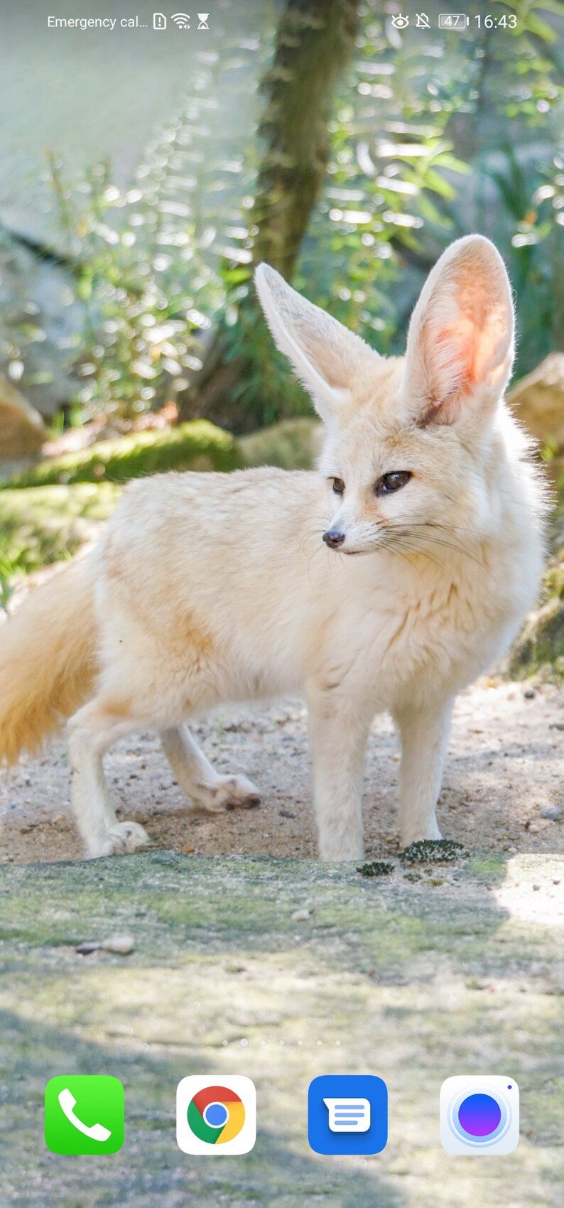 Fennec Fox Photography 6 - Etsy