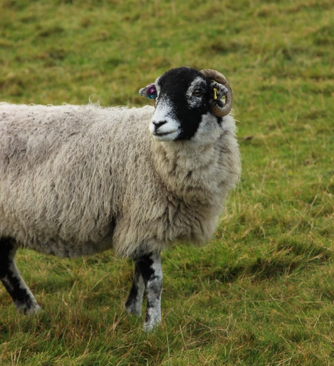 British Swaledale Wool - Keld Throw - Etsy