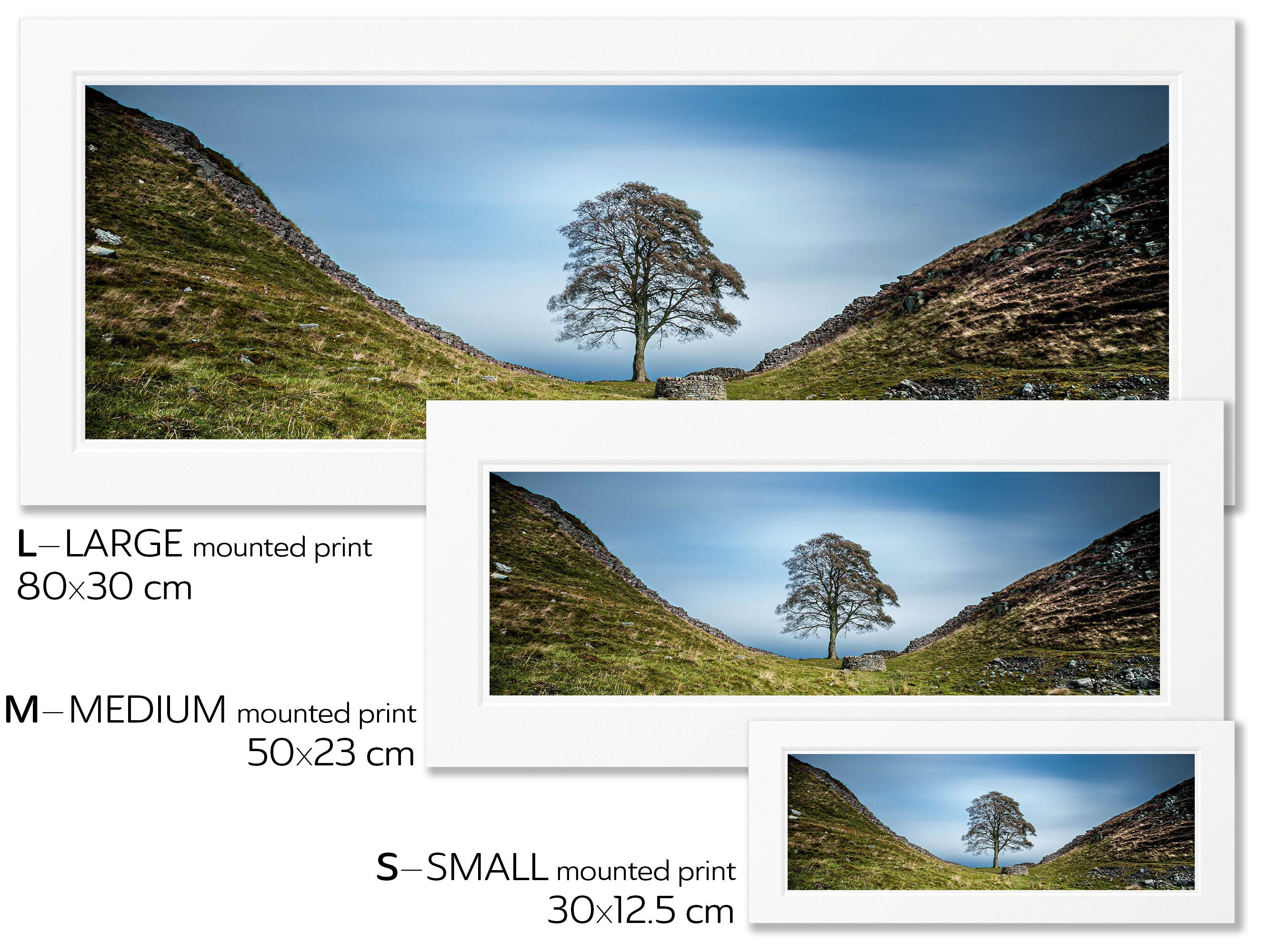 SYCAMORE GAP: Landscape Photo Print of Sycamore Gap and the Iconic Lone ...