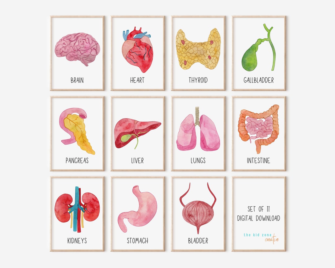 Set of 11 Watercolor Human Organs Prints With Names, Kids Educational ...