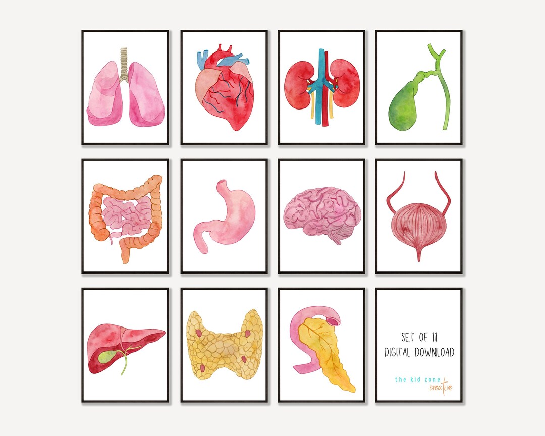 Set of 11 Watercolor Human Organs Posters, Kids Educational Art ...
