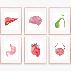 Set of 11 Watercolor Human Organs Posters, Kids Educational Art ...