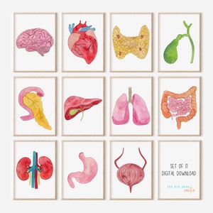 Set of 11 Watercolor Human Organs Posters, Kids Educational Art ...