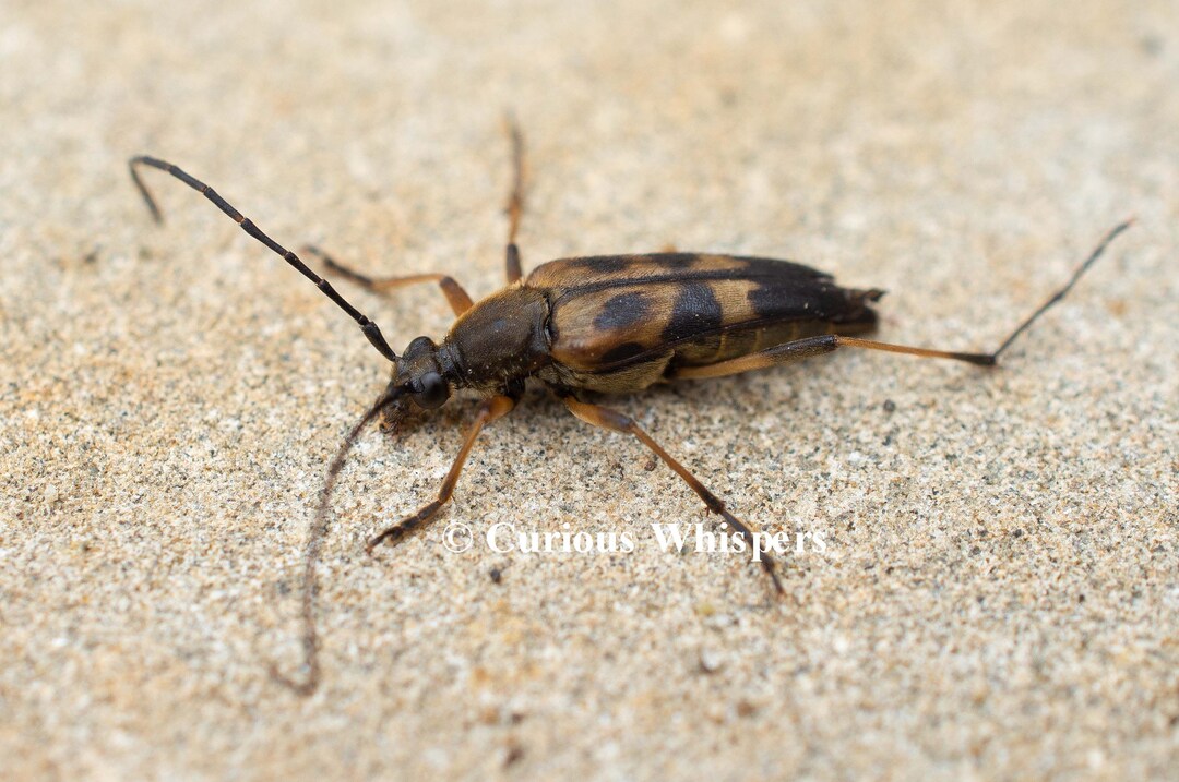 A Day at the Beach With Lepturini (murdock Beach, WA) - Greeting Card ...