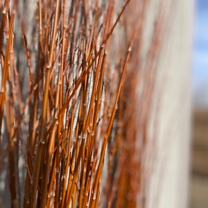 Freshly Harvested & Naturally Dried Willow Branches for Weaving 3FT ...