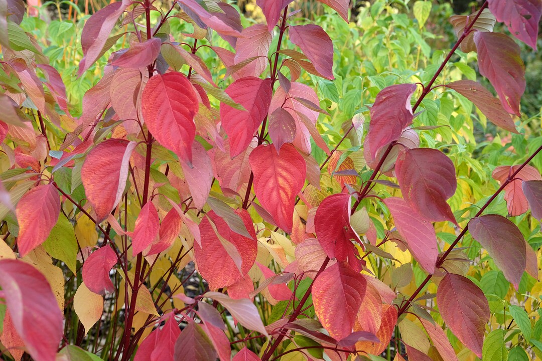 Hardy Deciduous Red Coral Dogwood 1-4ft Fully Rooted Plants Winter ...