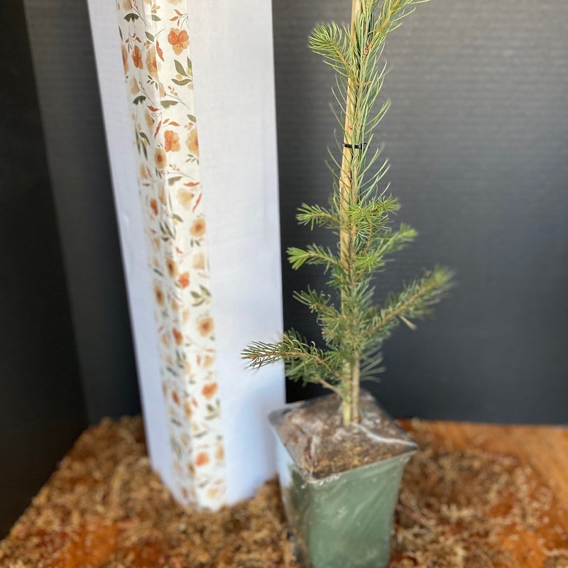 Douglas Fir Tree - Etsy
