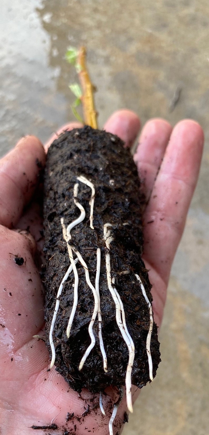 Coyote Willow Live Plants — Salix Exigua Rooted for Erosion Control ...