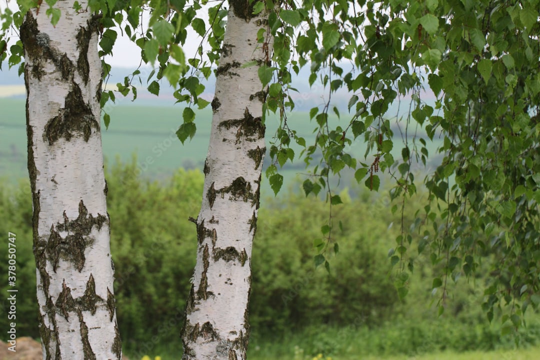 Paper Birch Tree Sapling: Fast Growing Deciduous Betula Papyrifera - Etsy