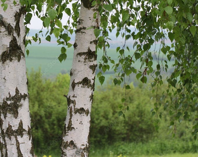 Paper White Birch Tree (3-pack)(18-24") Offers Year Around Beauty ...