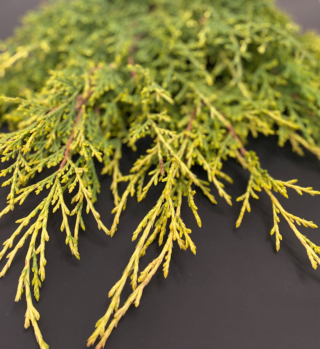 Evergreen Juniper Cuttings for Floral Arrangements Fresh Cut Upon Order ...