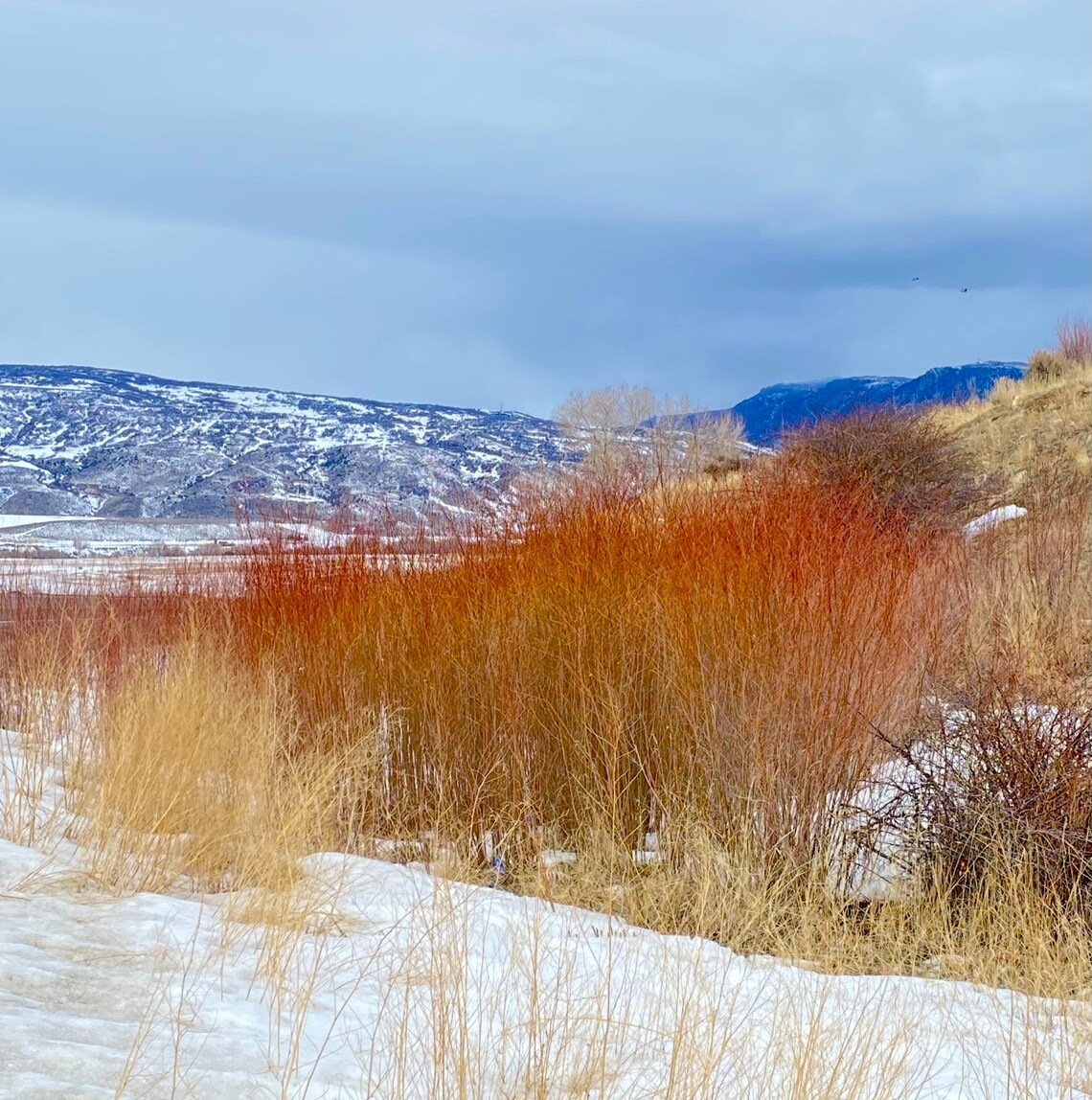 Coyote Willow Live Plants — Salix Exigua Rooted for Erosion Control ...