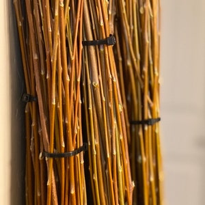 Coyote Willow Live Plants — Salix Exigua Rooted for Erosion Control ...
