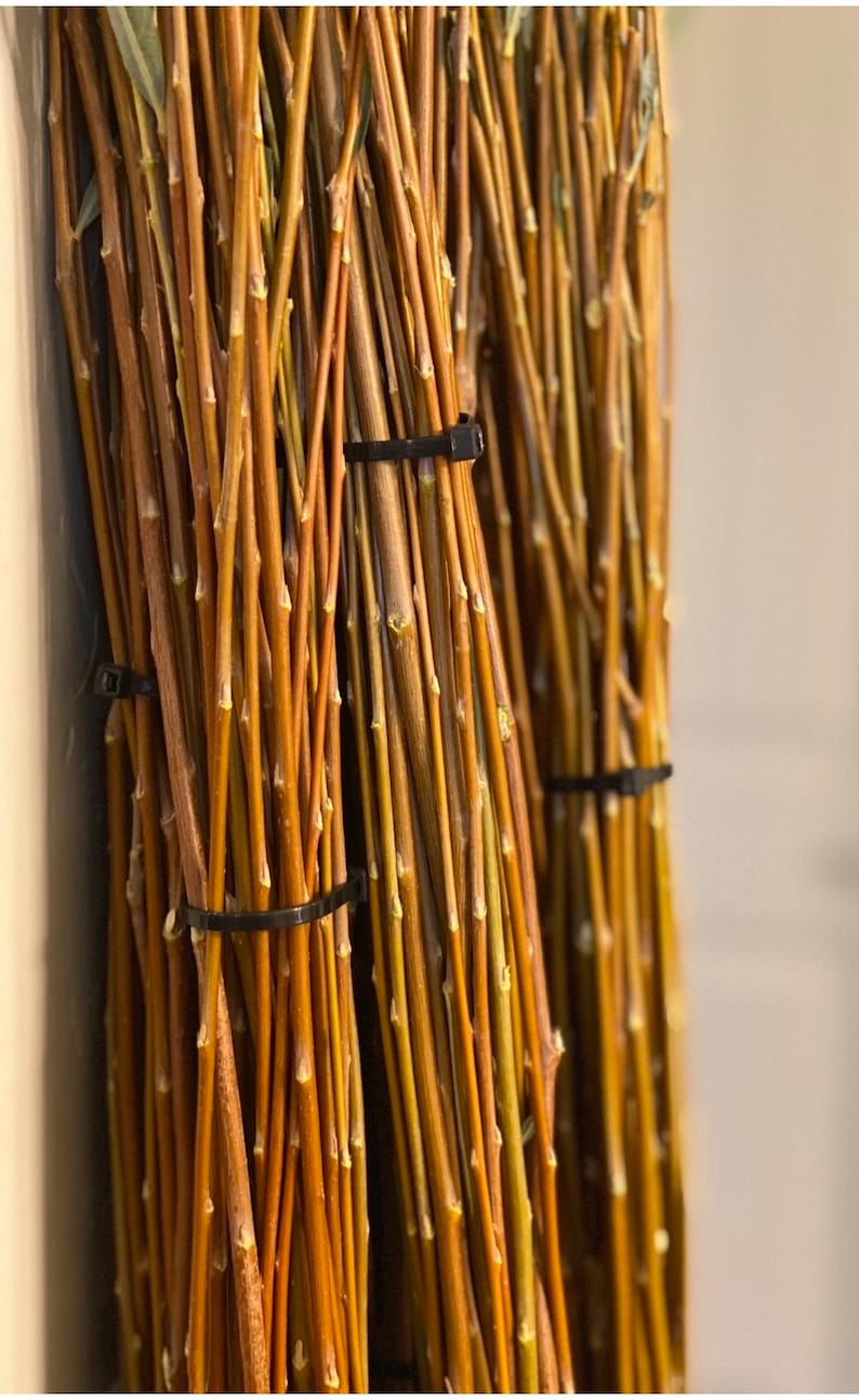 Coyote Willow Live Plants — Salix Exigua Rooted for Erosion Control ...